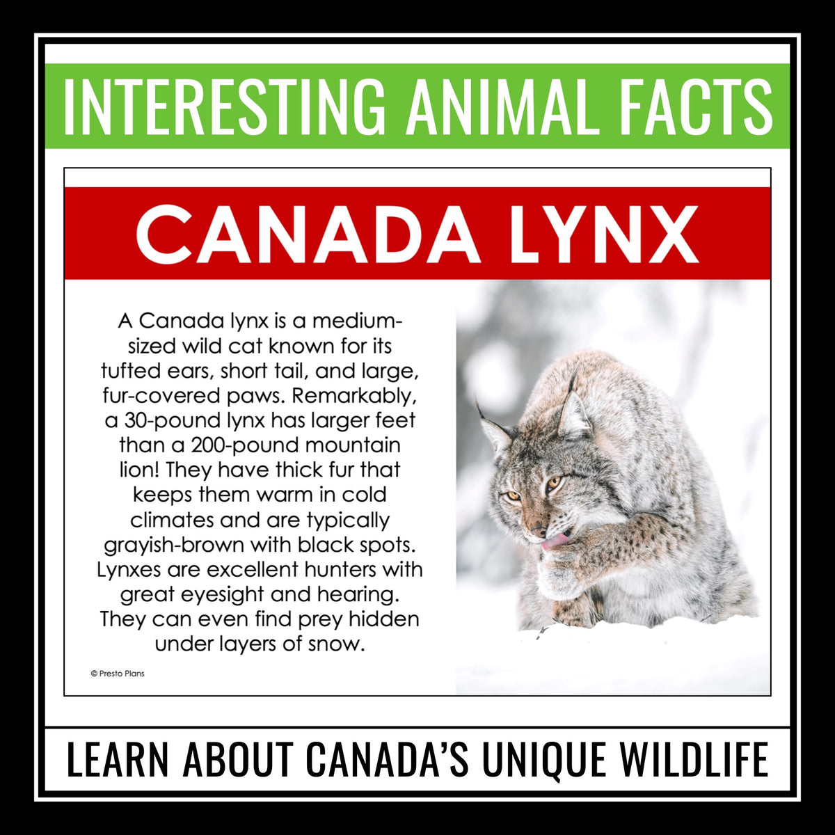 Canadian Animals Presentation - Wildlife in Canada Introduction or ESL ...